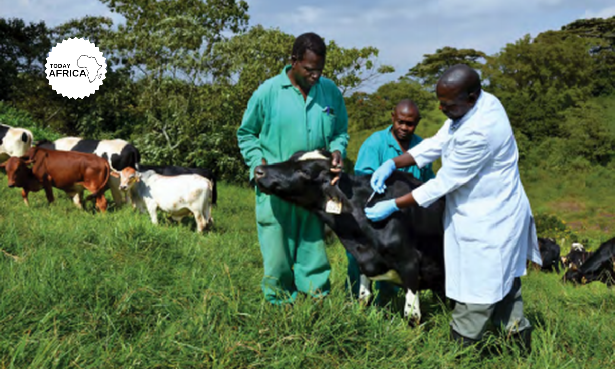 50 Rural Business Ideas in Kenya to Start This Year - Today Africa