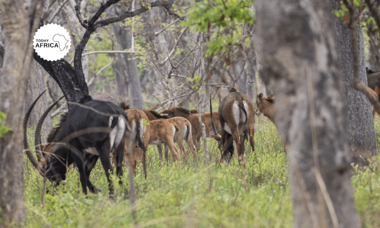Top 18 Things to do in Angola This Year - Today Africa