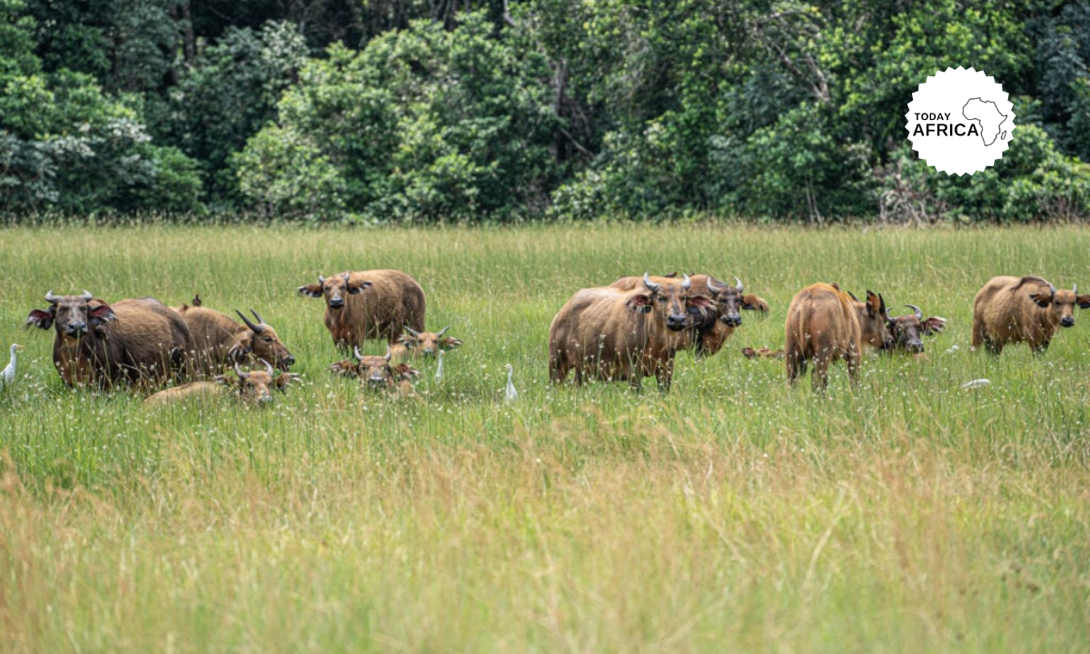 29 Things to Do in Libreville Gabon This Year - Today Africa